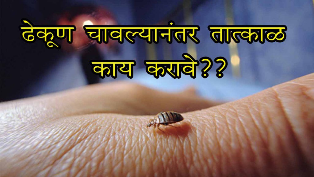 How Do You Get Rid Of Bed Bugs In Marathi?